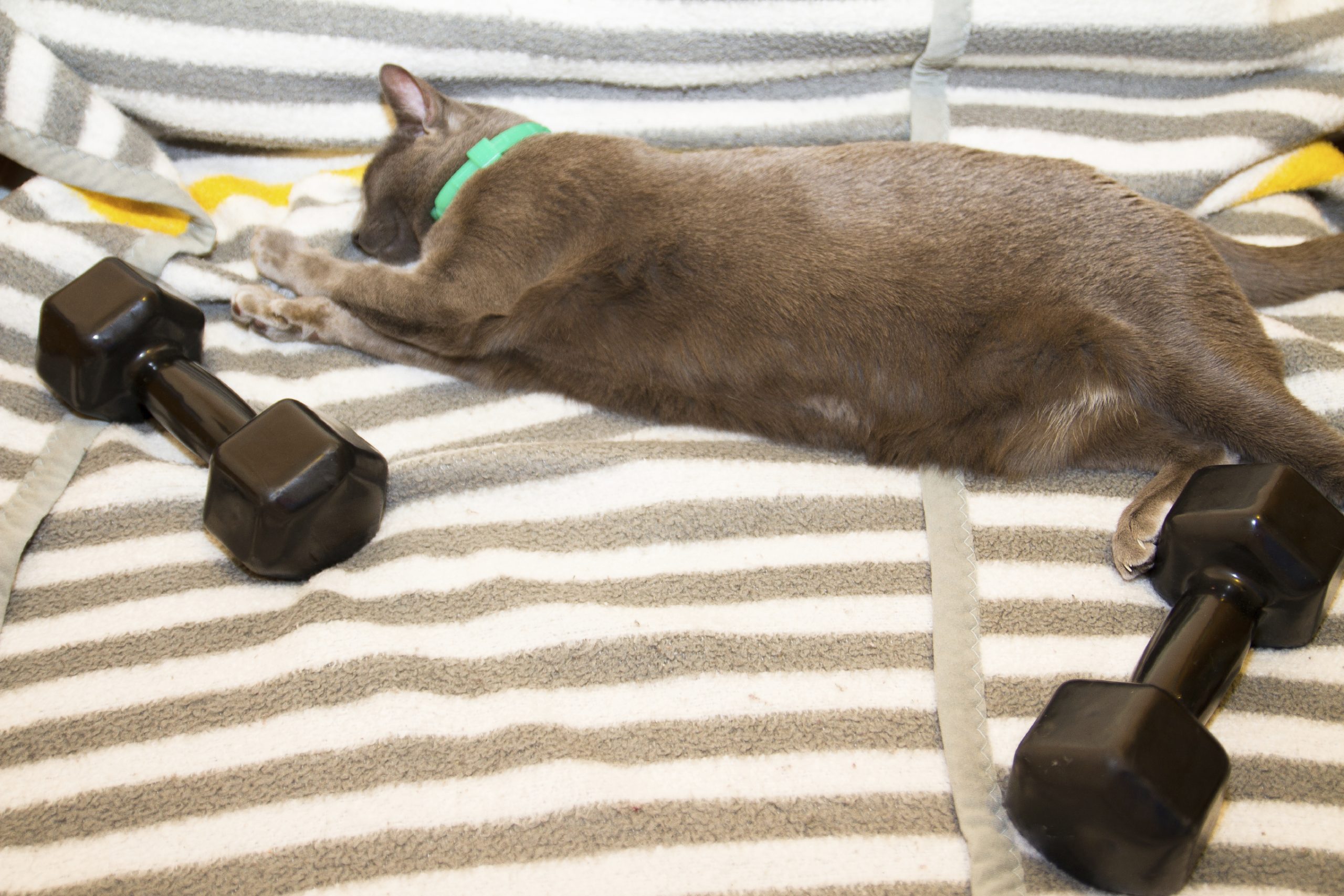 Five Tips To Exercise Your Pet Cat - BrazilianMat®
